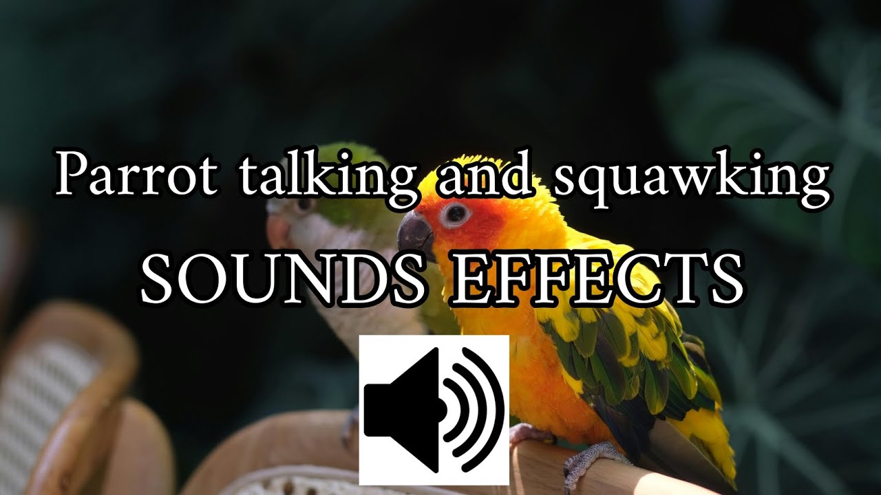Parrot talking and squawking🦜 - Effects sounds - YouTube