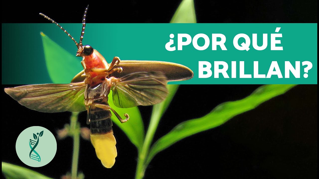 ¿Cómo PRODUCEN LUZ las LUCIÉRNAGAS? 💡 (Características, Hábitat ...