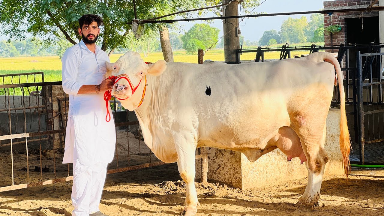 💎Diamond of Punjab || 50 Liter milk per day🔥🔥Heavy HF cow at low Rates ...