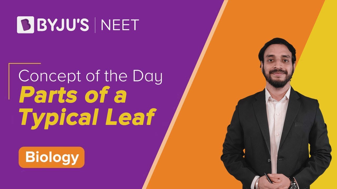 Parts Of A Typical Leaf BIOLOGY NEET Concept Of The Day Parts Of A Typical Leaf BIOLOGY NEET Concept Of The Day