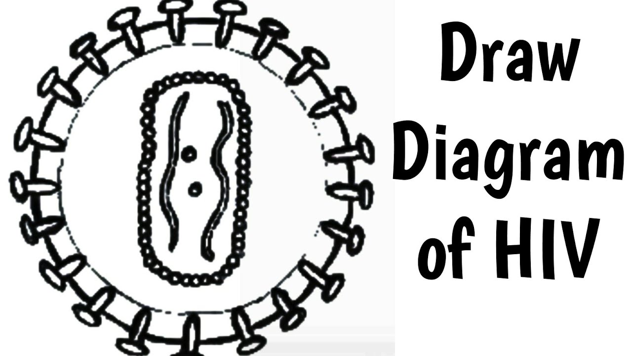 how to draw diagram of hiv step by step for beginners ! how to draw hiv ...