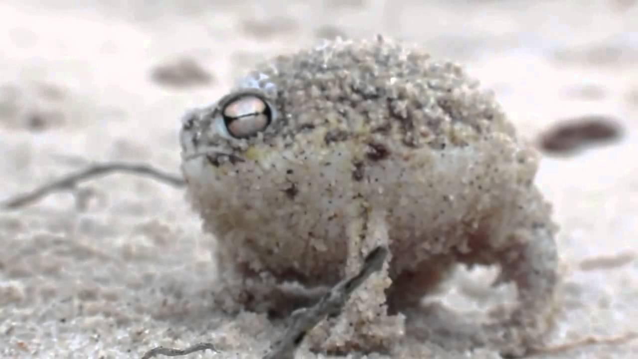 Namaqua Little Rain Frog (Breviceps namaquensis) - YouTube
