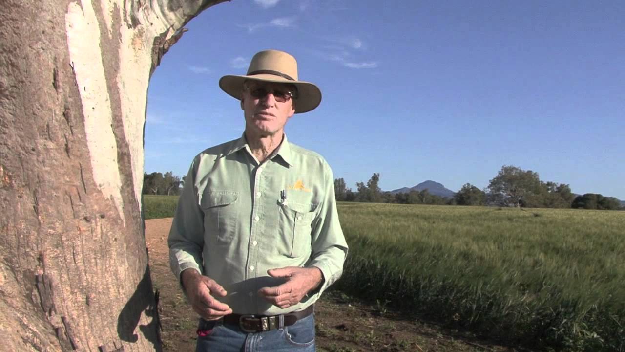 Bellata Gold - Australian pasta maker - YouTube