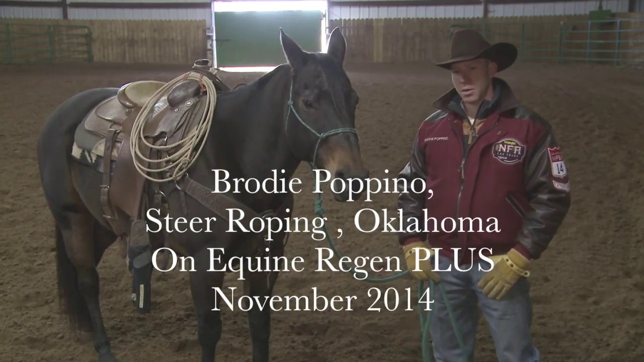 Steer Roping Competitor Back in the Saddle - YouTube