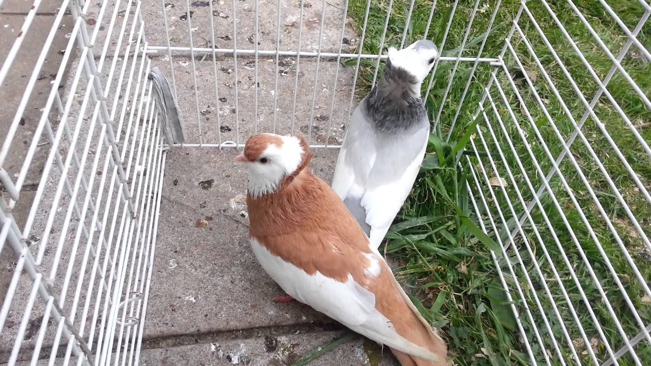 Fancy pigeon for sale in london - YouTube