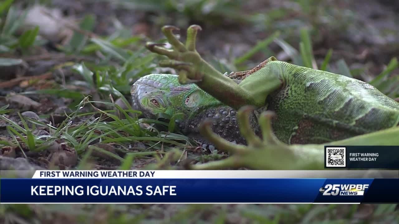Iguanas in shock falling from trees due to South Florida cold snap ...