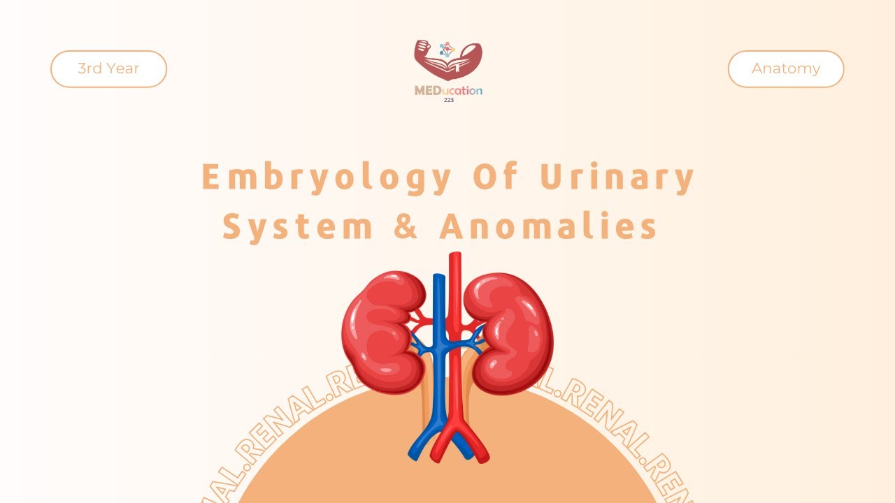 Embryology Of Urinary System & Anomalies - Anatomy - YouTube