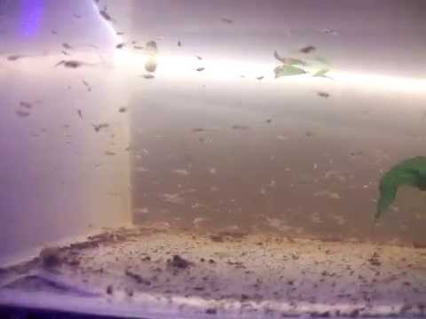 Neon tetra fry at 20 days old - YouTube