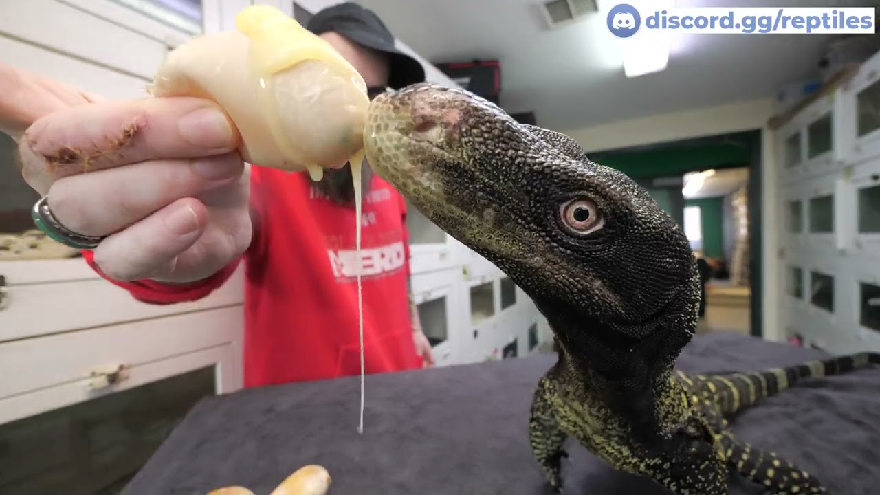 Feeding snake eggs to a giant lizard with SHARP TEETH! - YouTube