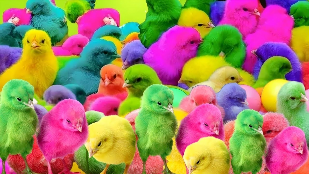 Catch millions of cute chickens, colorful chickens, rainbow chickens ...