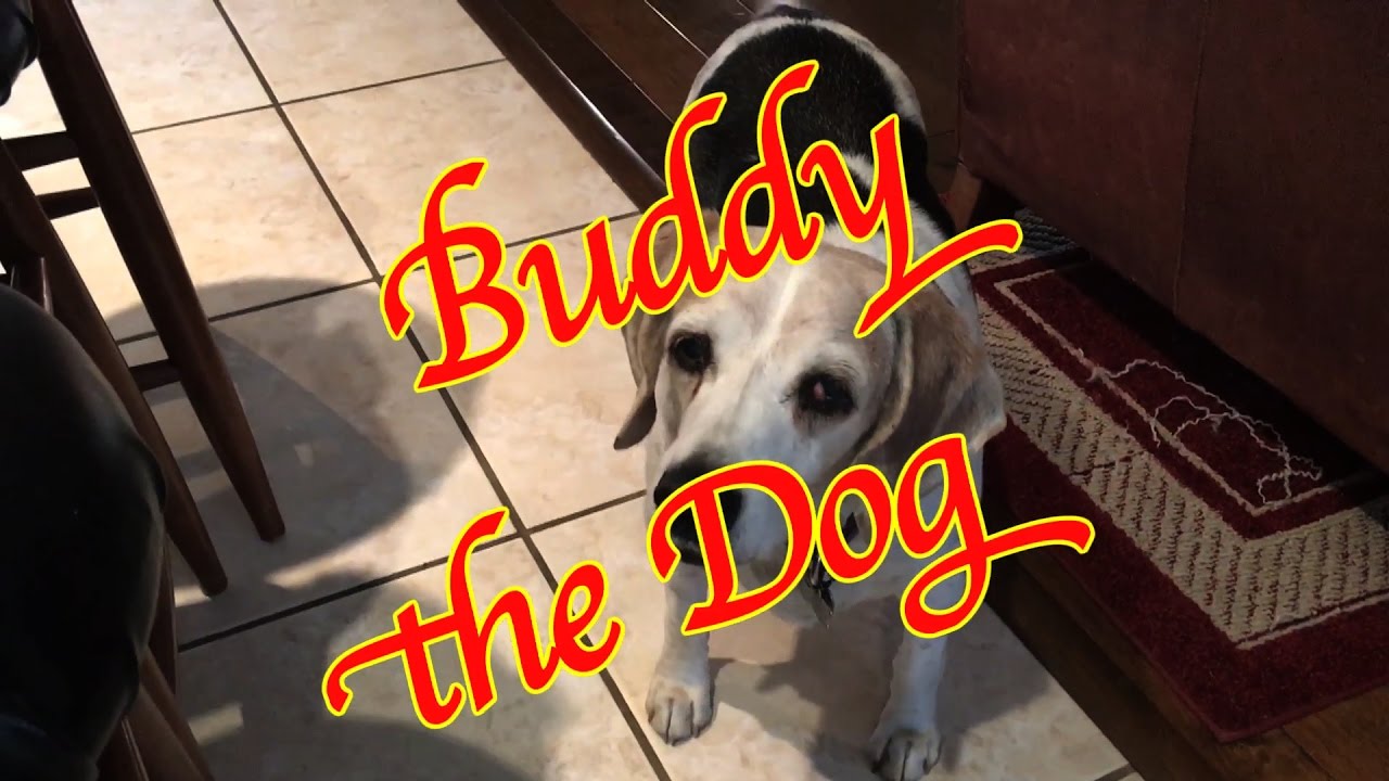 Buddy The Dog 2017 - Buddy & his Friends - YouTube