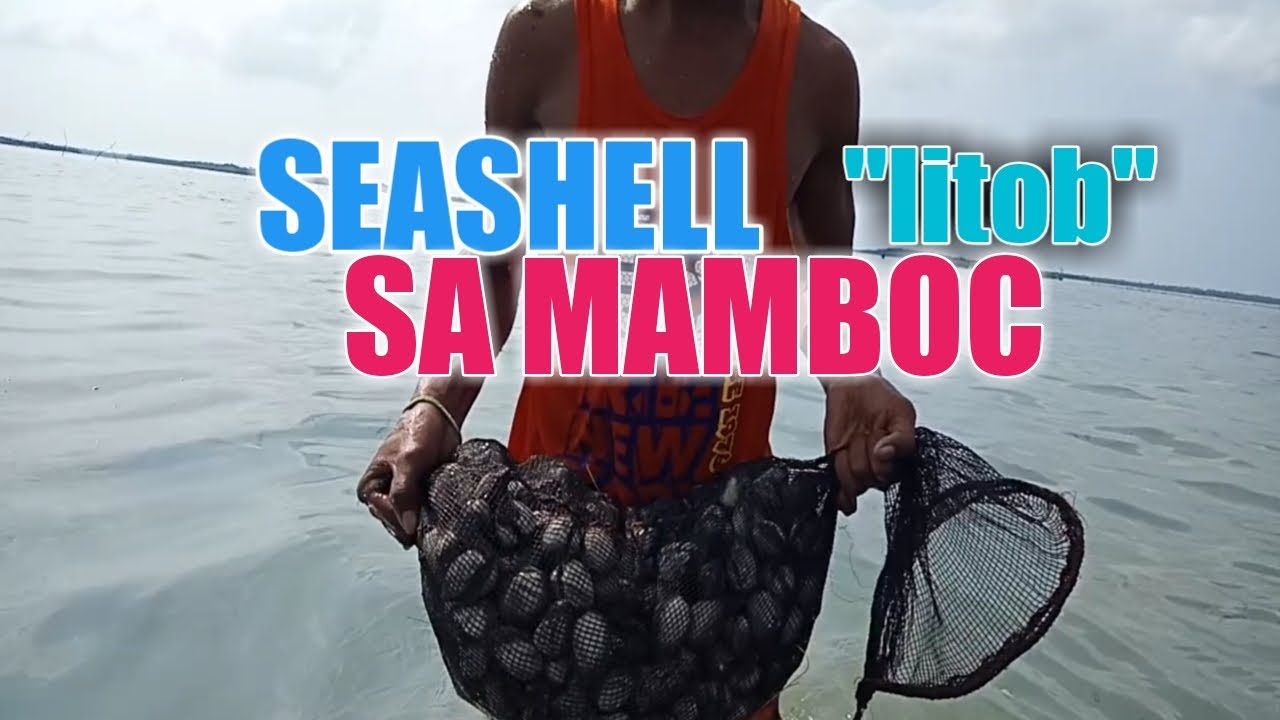 SEASHELL "LITOB" SA MAMBOC | BANTAYAN ISLAND - YouTube