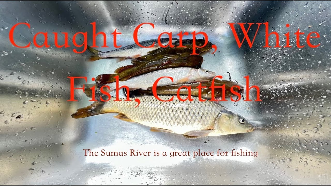 150, The Sumas River is a Great place for Fishing/ 阿伯斯福的苏马斯河钓鲤鱼，白鱼 ...