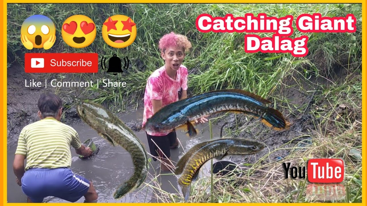 HULI KA GIANT DALAG!!|| HUNDREDS OF BABY DALAGS CAUGHT - YouTube