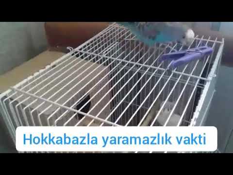 Hokkabazla yaramazlık vakti.