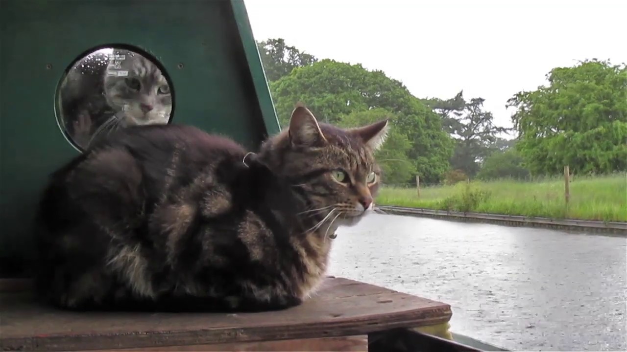 Rain Rain Rain! Bushka and Midge cats on a wet afternoon. - YouTube