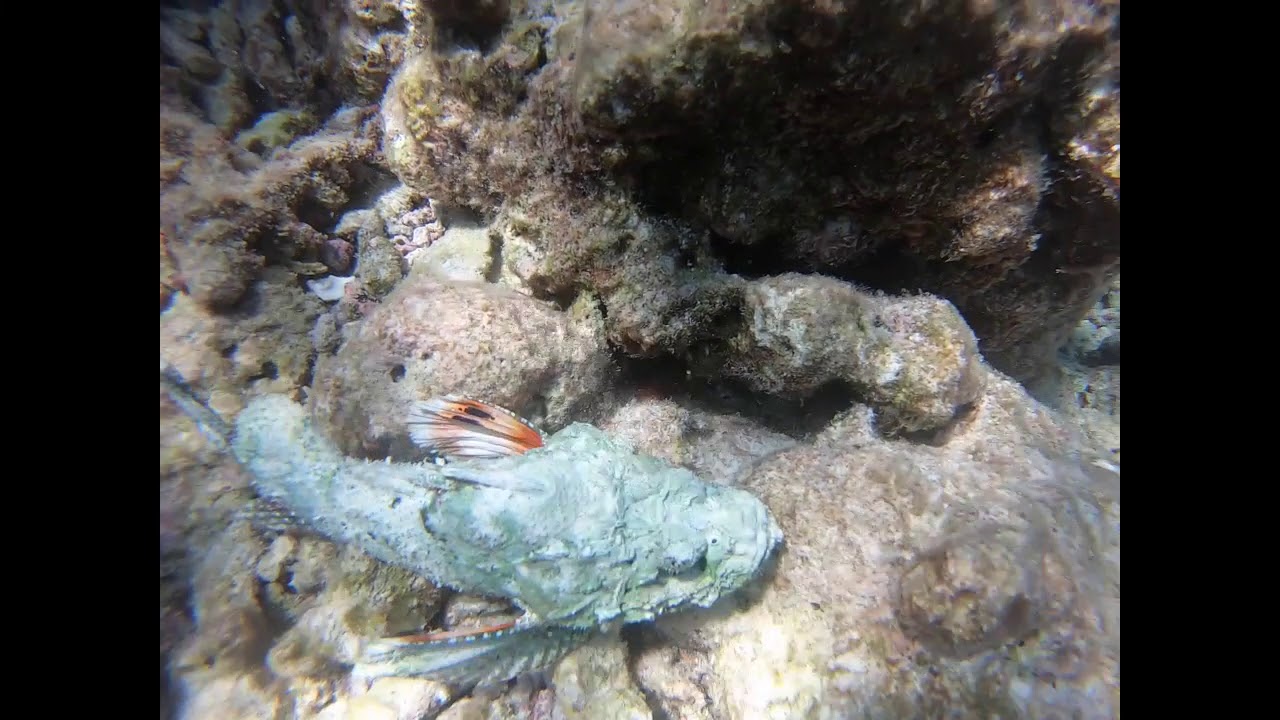 Stone fishes, Maldives 2019 - YouTube
