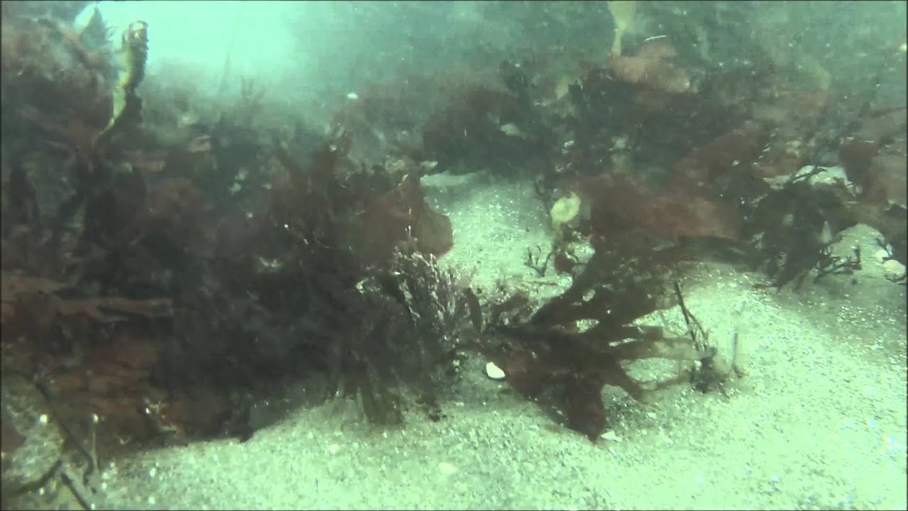 Kayaking Capitola Kelp Beds 3.22.15 - YouTube