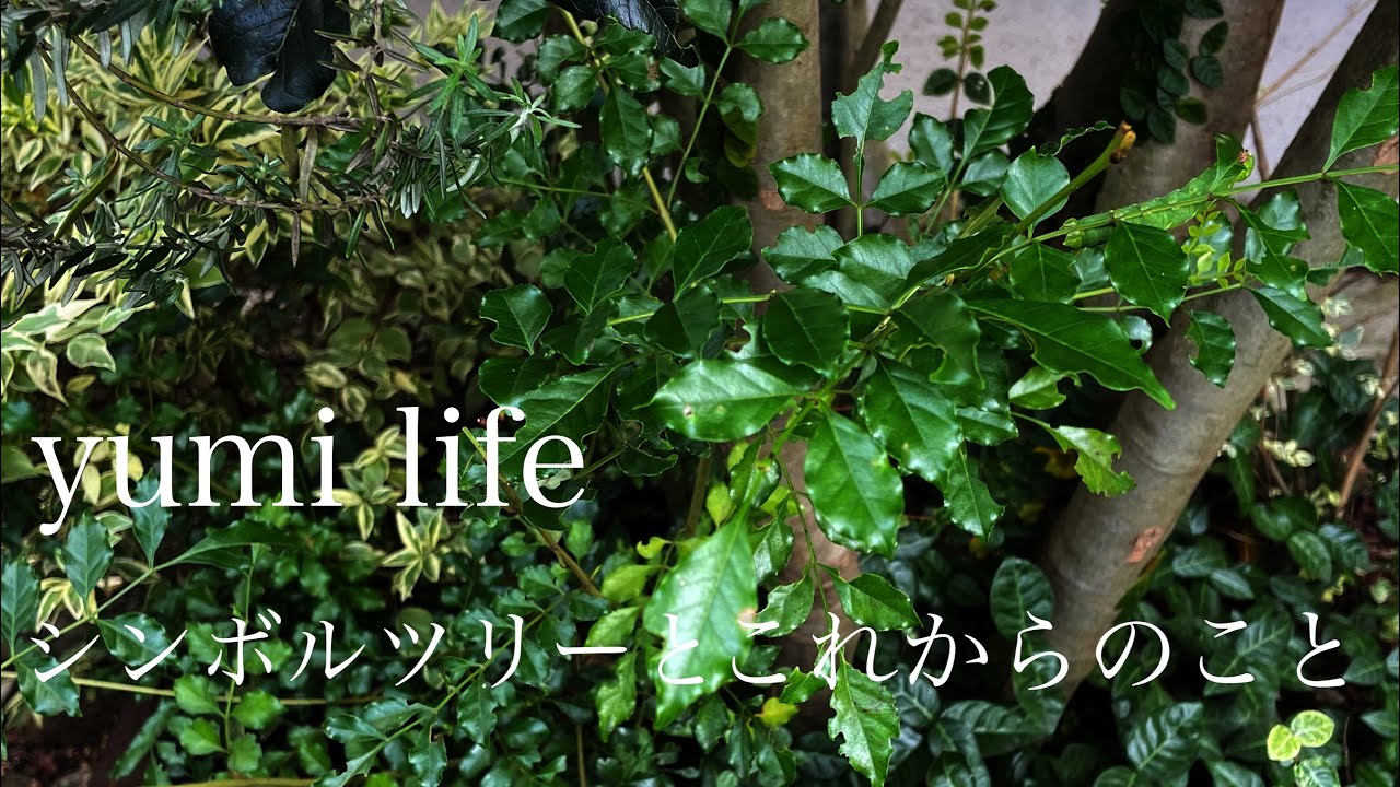 【50代vlog】yumi life ライフスタイル シンボルツリーとこれからのことꘪ - YouTube