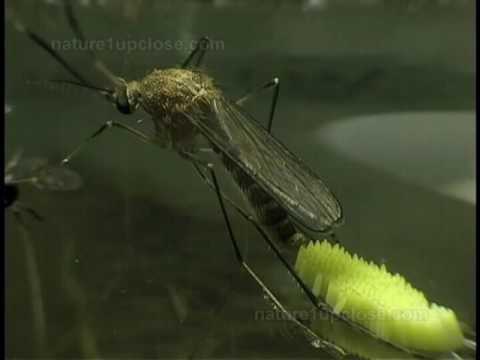 Vidéo Mosquito laying eggs, eggs hatching #311 - YouTube