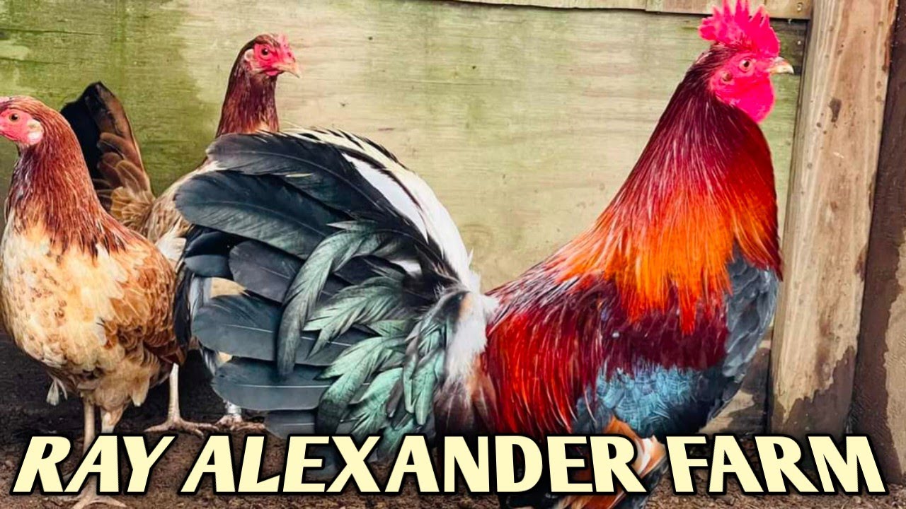 Griffin Claret Rounhead Kelso - RAY ALEXANDER FARM - YouTube