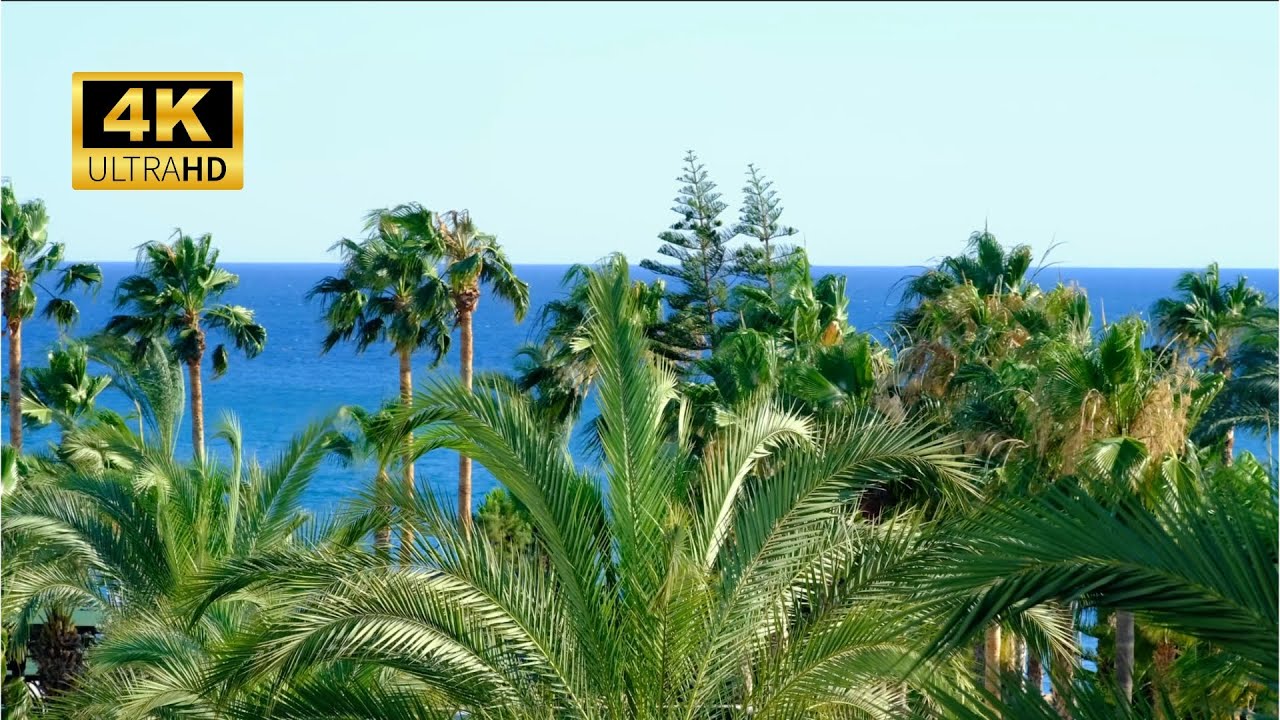 1 Hour Reggae Music and Tropical Breezes 4K - YouTube