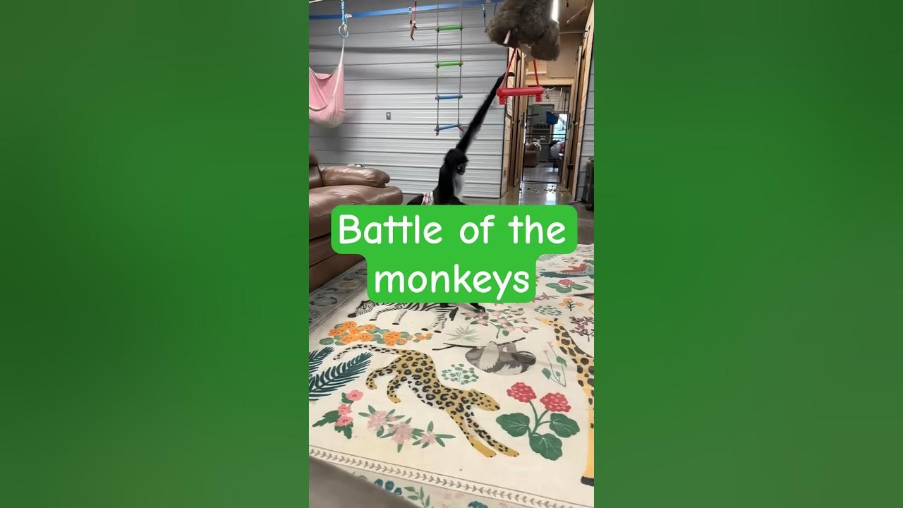 Spidermonkey vs capuchin #shorts - YouTube