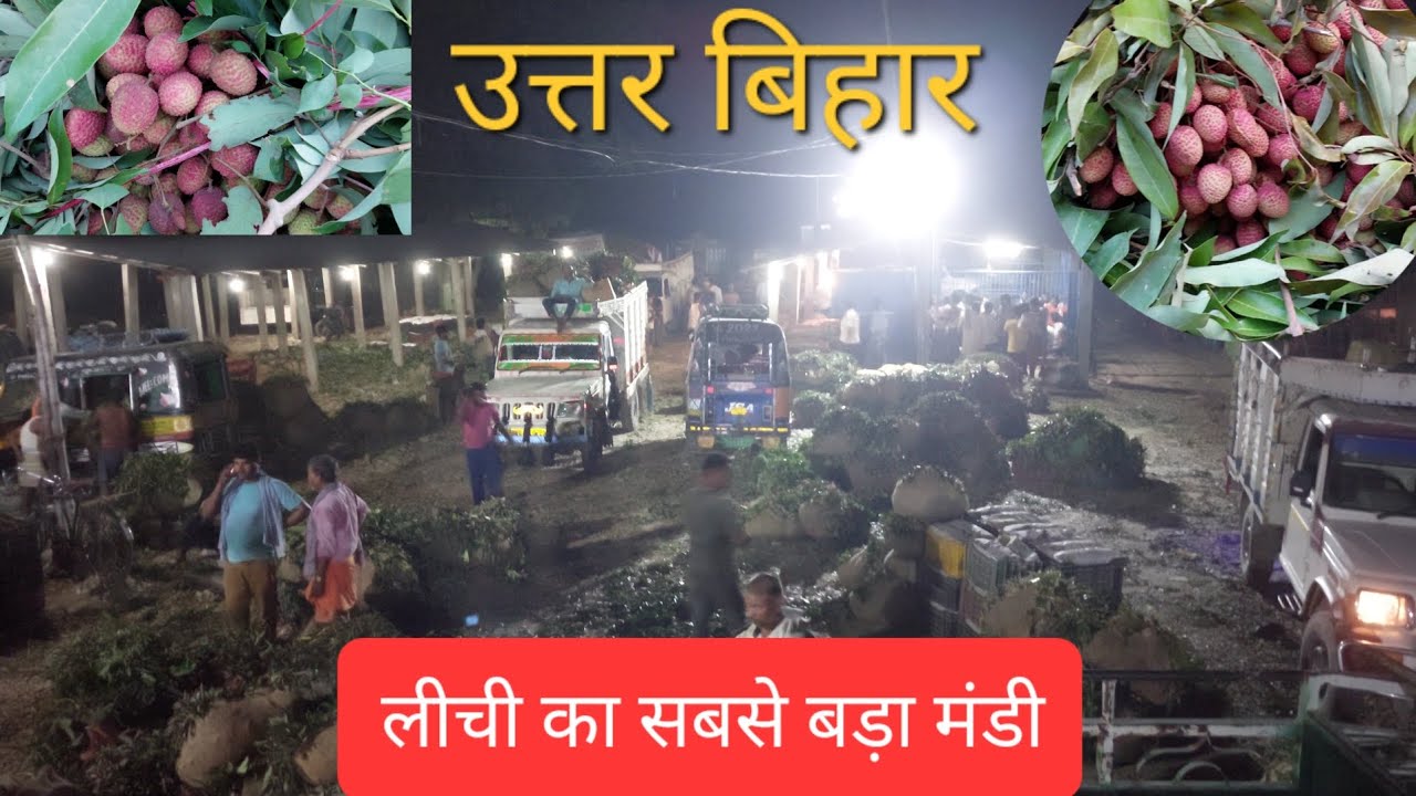 GI Taged Lichi Market | Bigest Lichi Market of India | विख्यात लीची ...