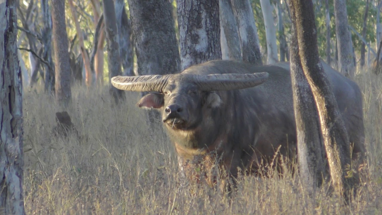 Buffalo Hunting Australia - YouTube