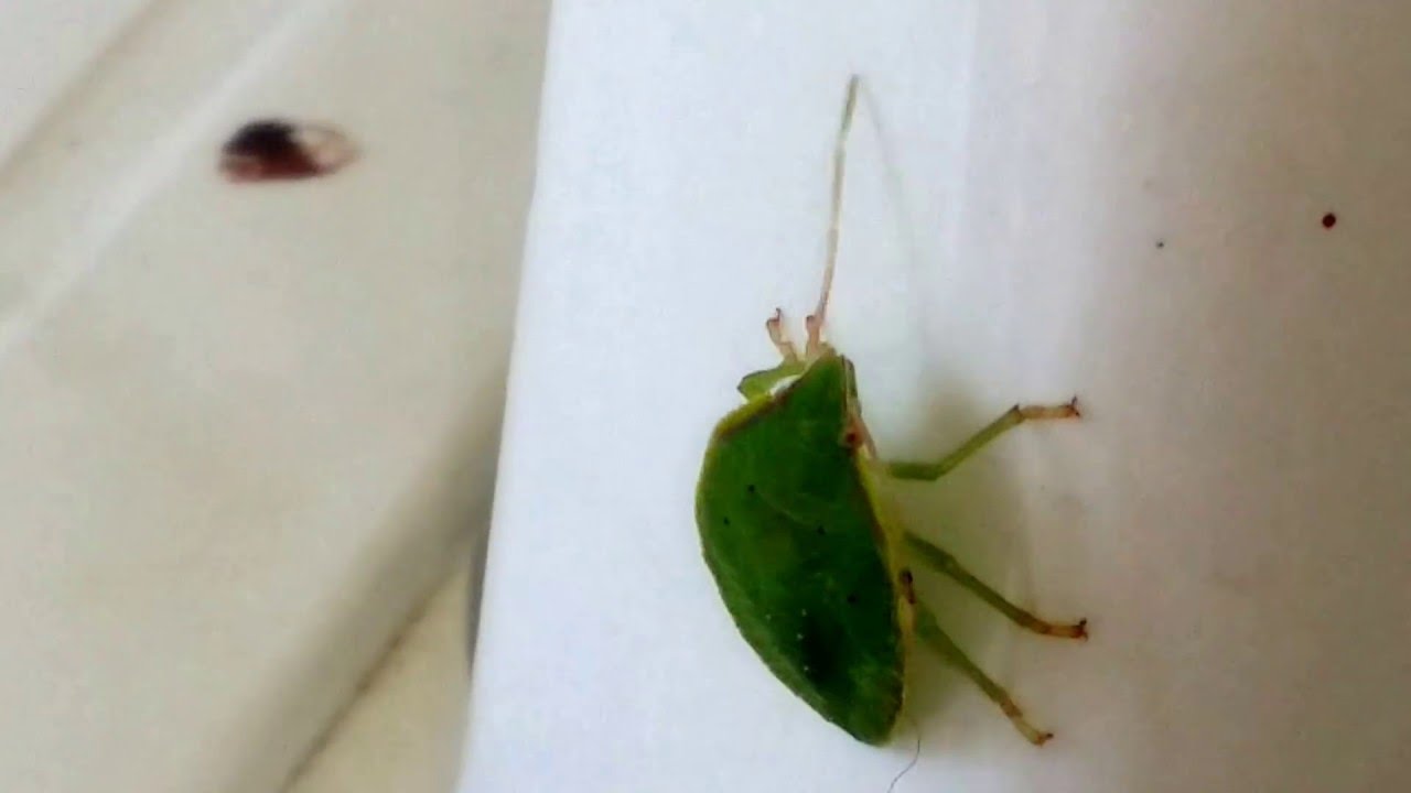 366- Maria Fedida - YouTube