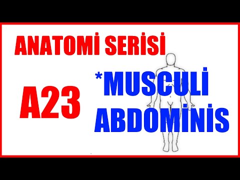 Karın kasları A23 | Musculi Abdominis (Anatomi Serisi)