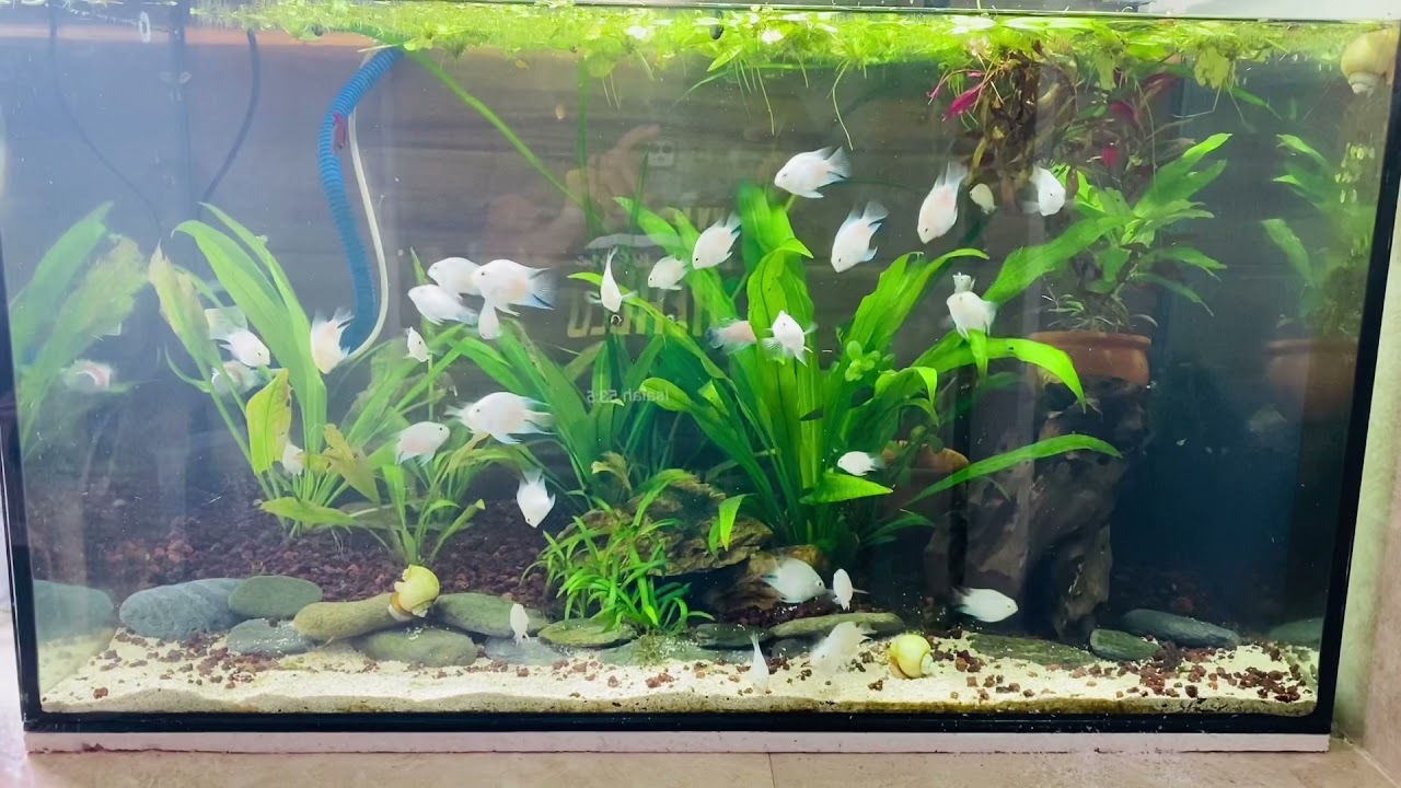 White polar Parrot fish haven - YouTube