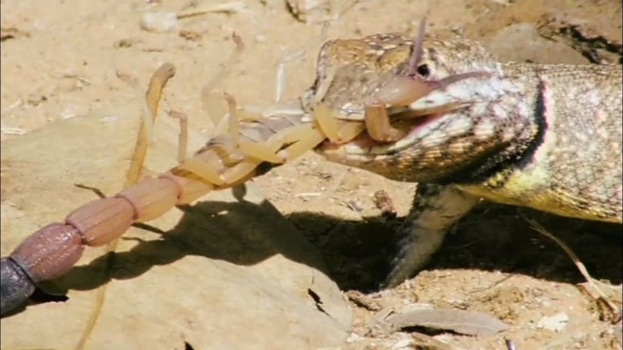lizard attacked scorpion छिपकली ने बनाया बिच्छू को अपना शिकार # ...