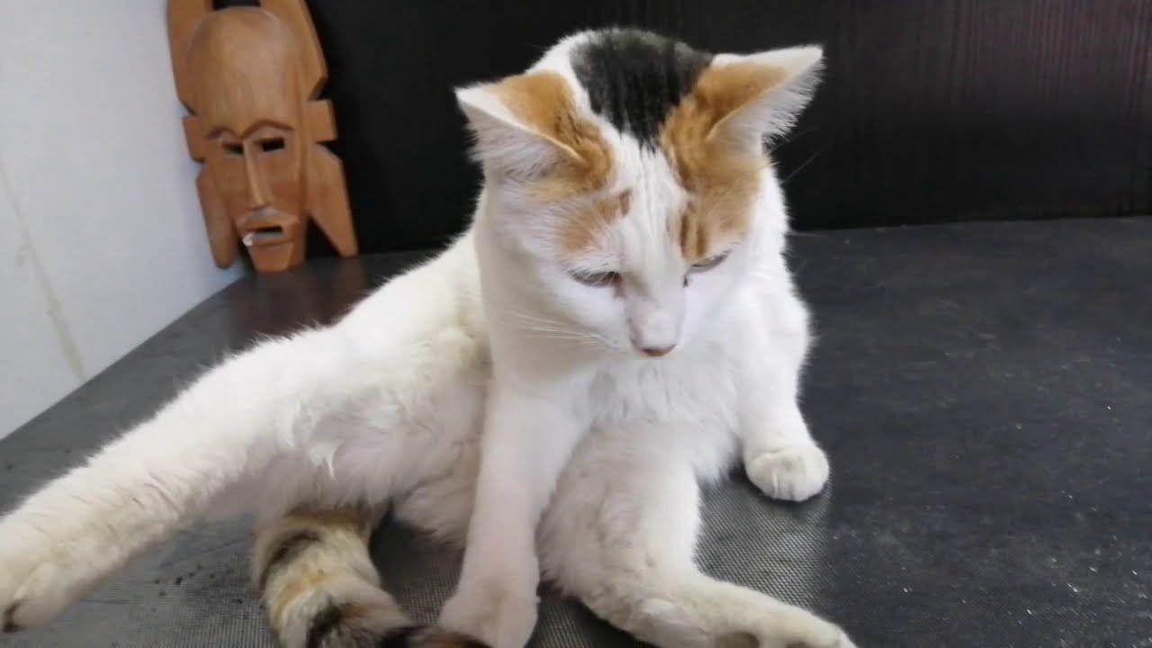 Ang Pusang Puti As A Police Woman Sa Loob ng Shop - YouTube