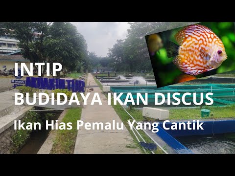 Budidaya Ikan Hias Discus di akuarium. Ikan pemalu saat berindehoi ...