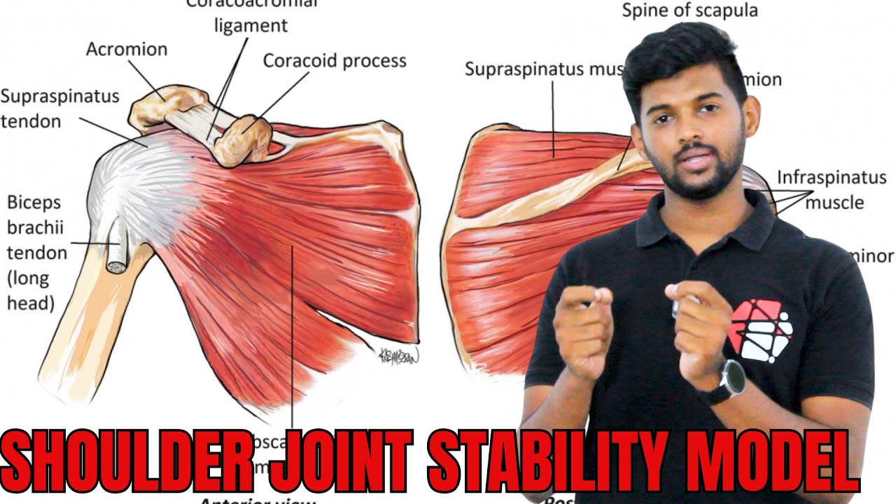 Shoulder joint stability easy and effective way to undestand - YouTube