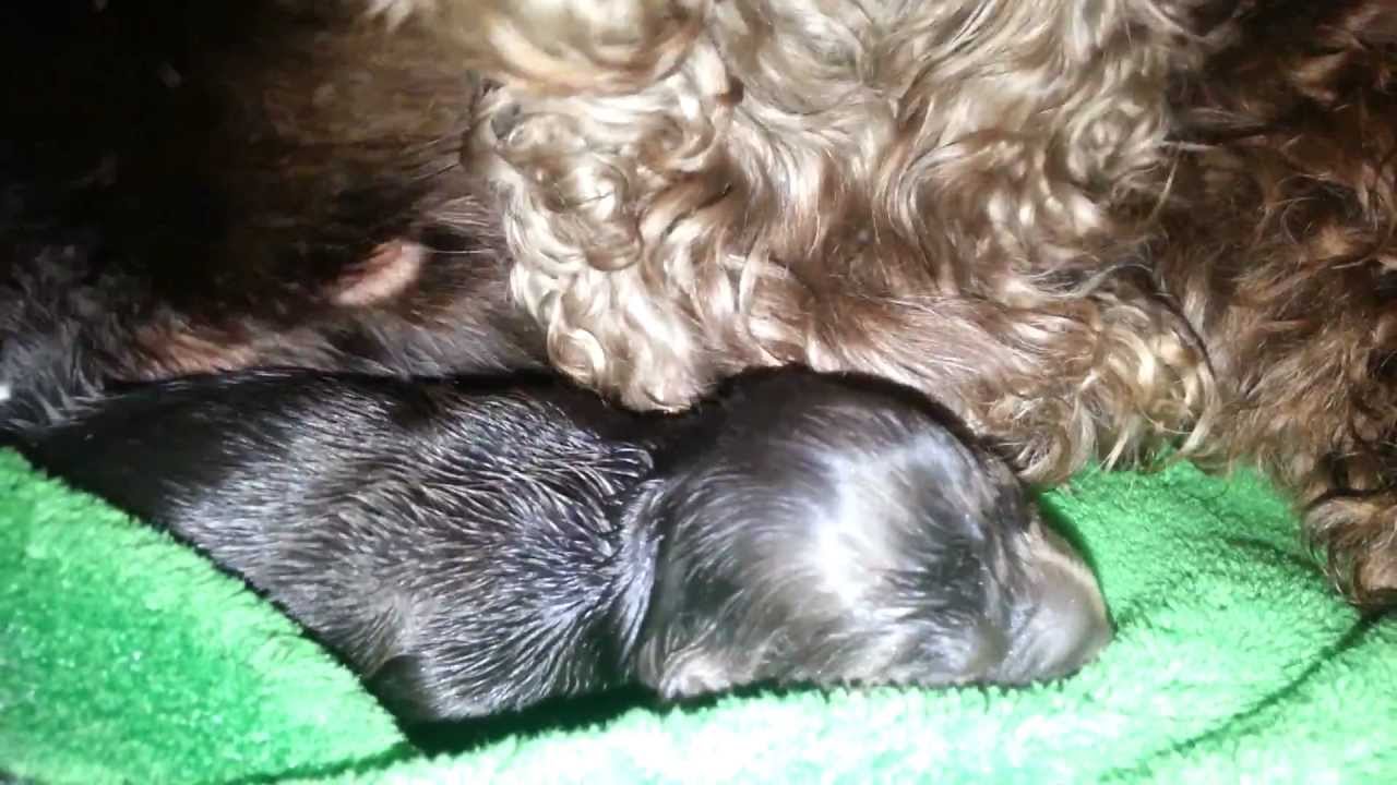Newborn cocker spaniel puppy squeaking! - YouTube