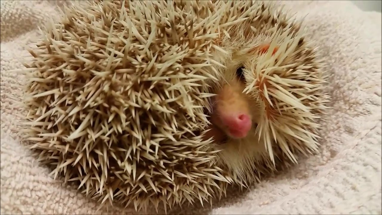 Hedgehog Defensive Ball! SO CUTE - YouTube
