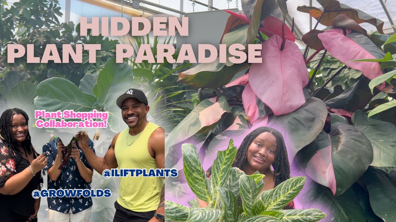 Plant Shopping Collab with @growfolds and @ILiftPlants at a Plant Oasis ...