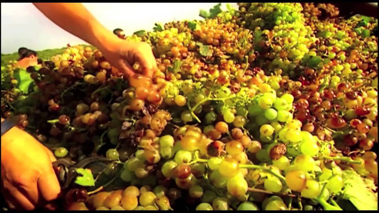 Oenoview Precision Viticulture - YouTube