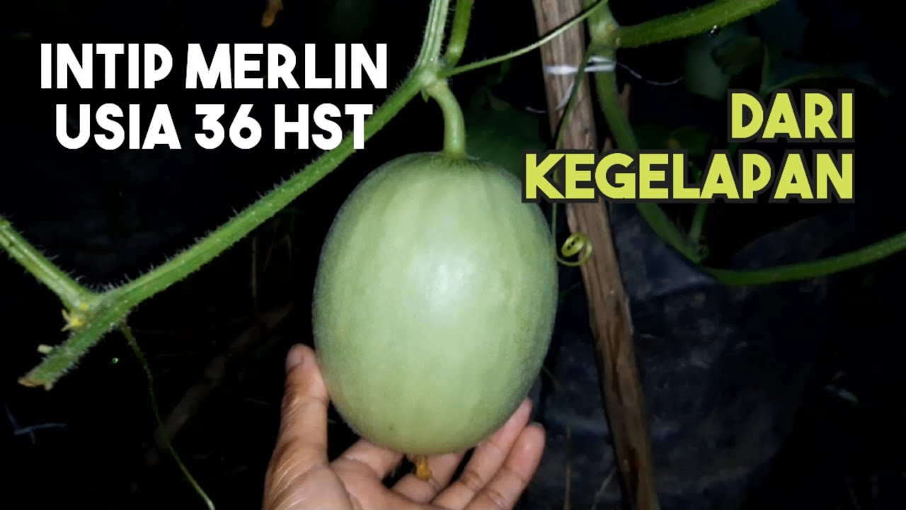 UPDATE PERKEMBANGAN MELON MERLIN USIA 36 HST BUAH SUDAH PADA NONGOL ...