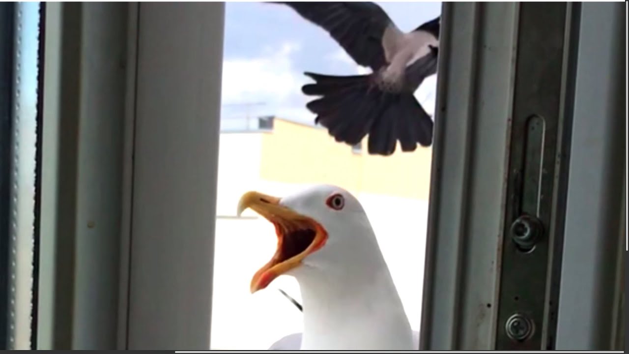 Grigore the yellow-legged gull attacked by a crow #Shorts - YouTube