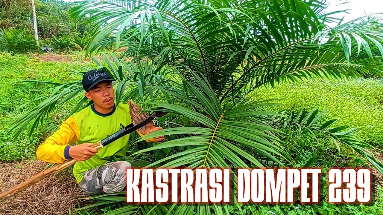 Cara kastrasi kelapa sawit, alat kastrasi & tujuan kastrasi... - YouTube