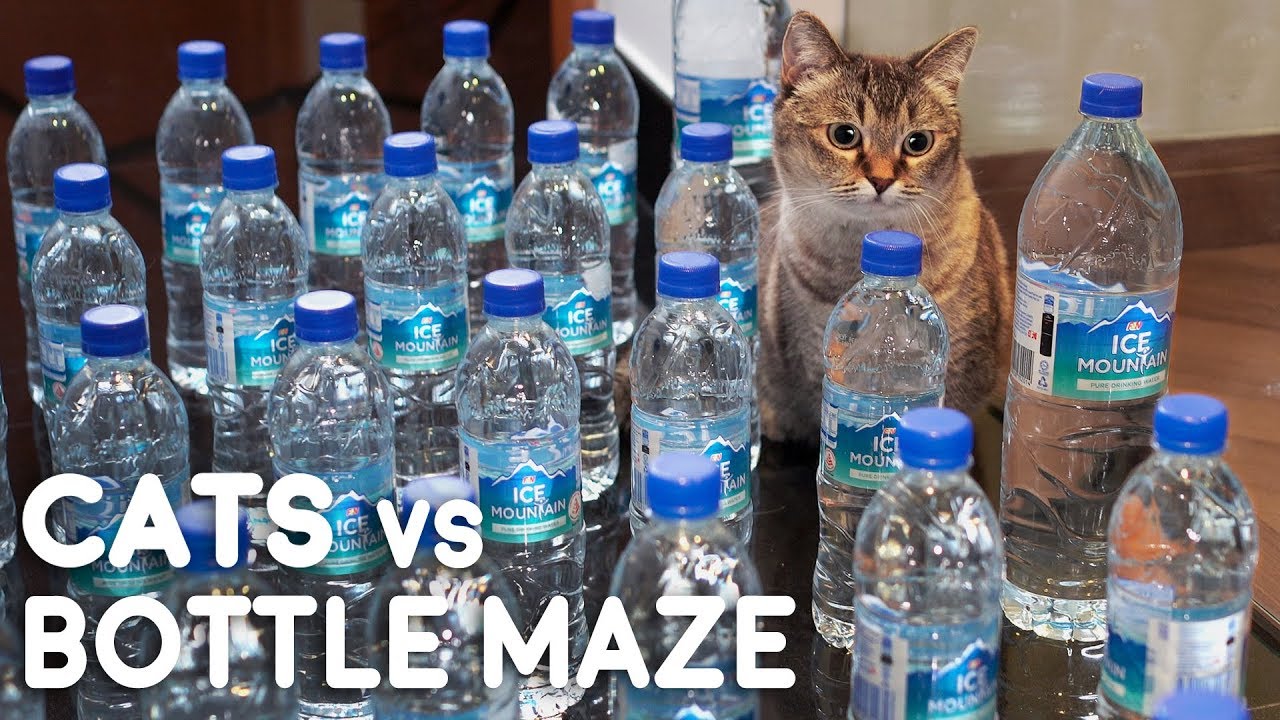 Cats vs Bottle Maze - YouTube