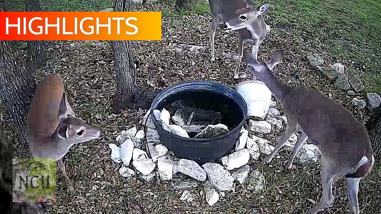 Deer Cam - Highlights - 10/16/2017 - YouTube