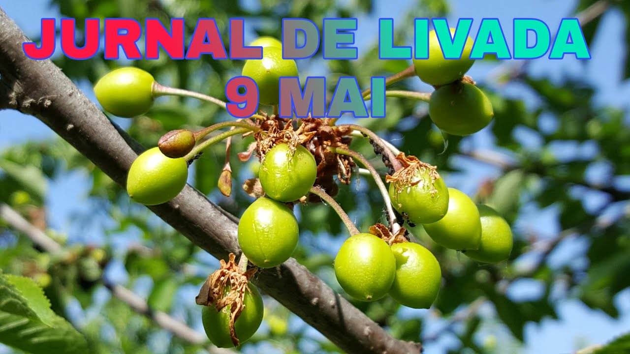 JURNAL DE LIVADA 9 mai Pomi si arbusti fructiferi Primele fructe Log ...