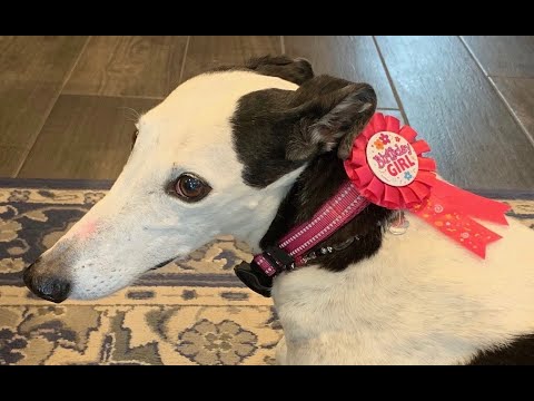 Greycie the Greyhound's 10th Birthday Party!!! Retired greyhounds ...