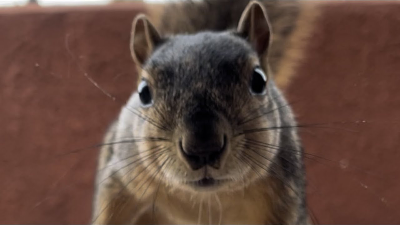 Squirrel is Sniffing the Camera & Drinking Water - YouTube