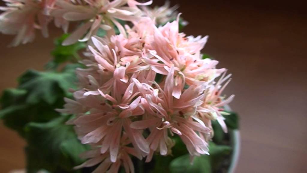 Bev Foster пеларгония - YouTube