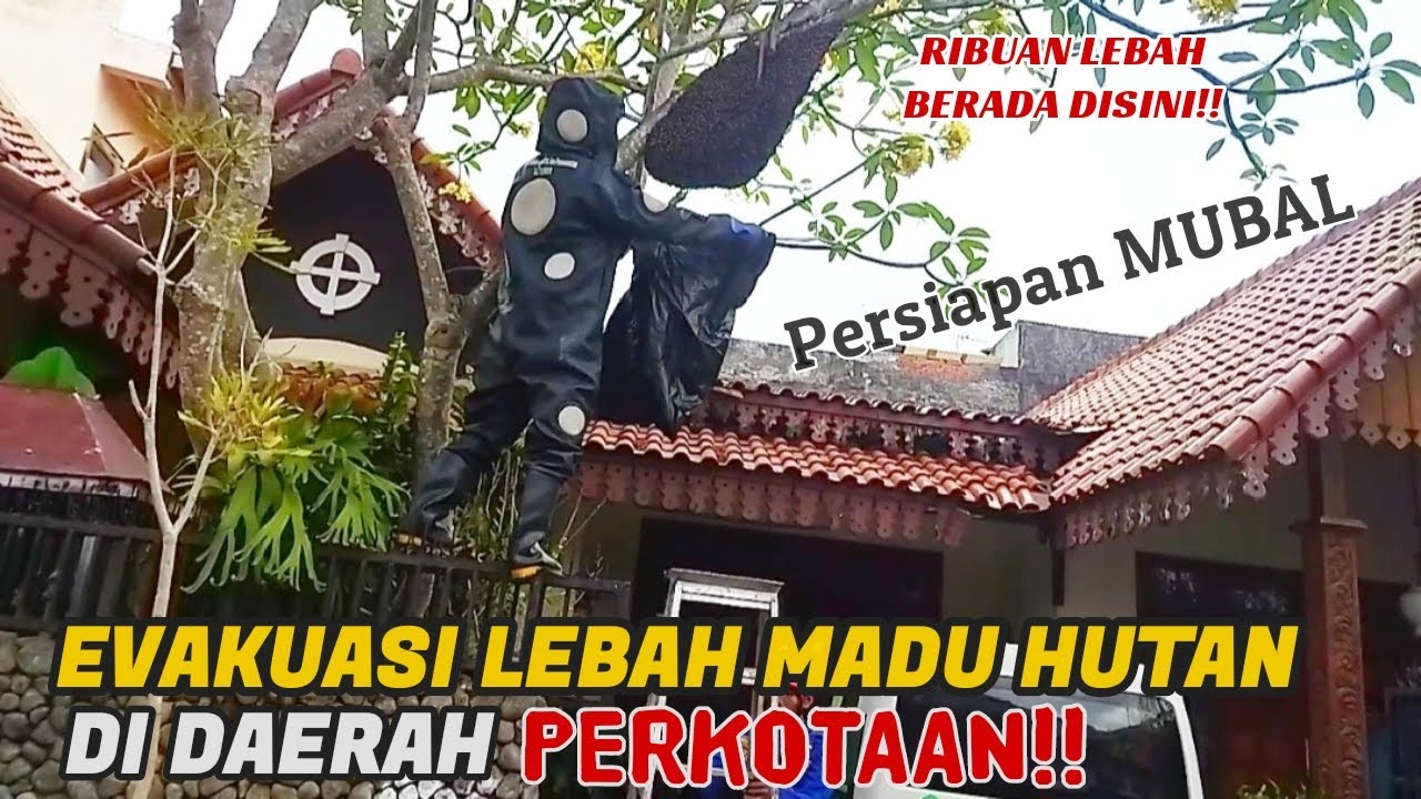 EVAKUASI LEBAH MADU HUTAN/TAWON GUNG DI DAERAH PERKOTAAN YOGYAKARTA ...